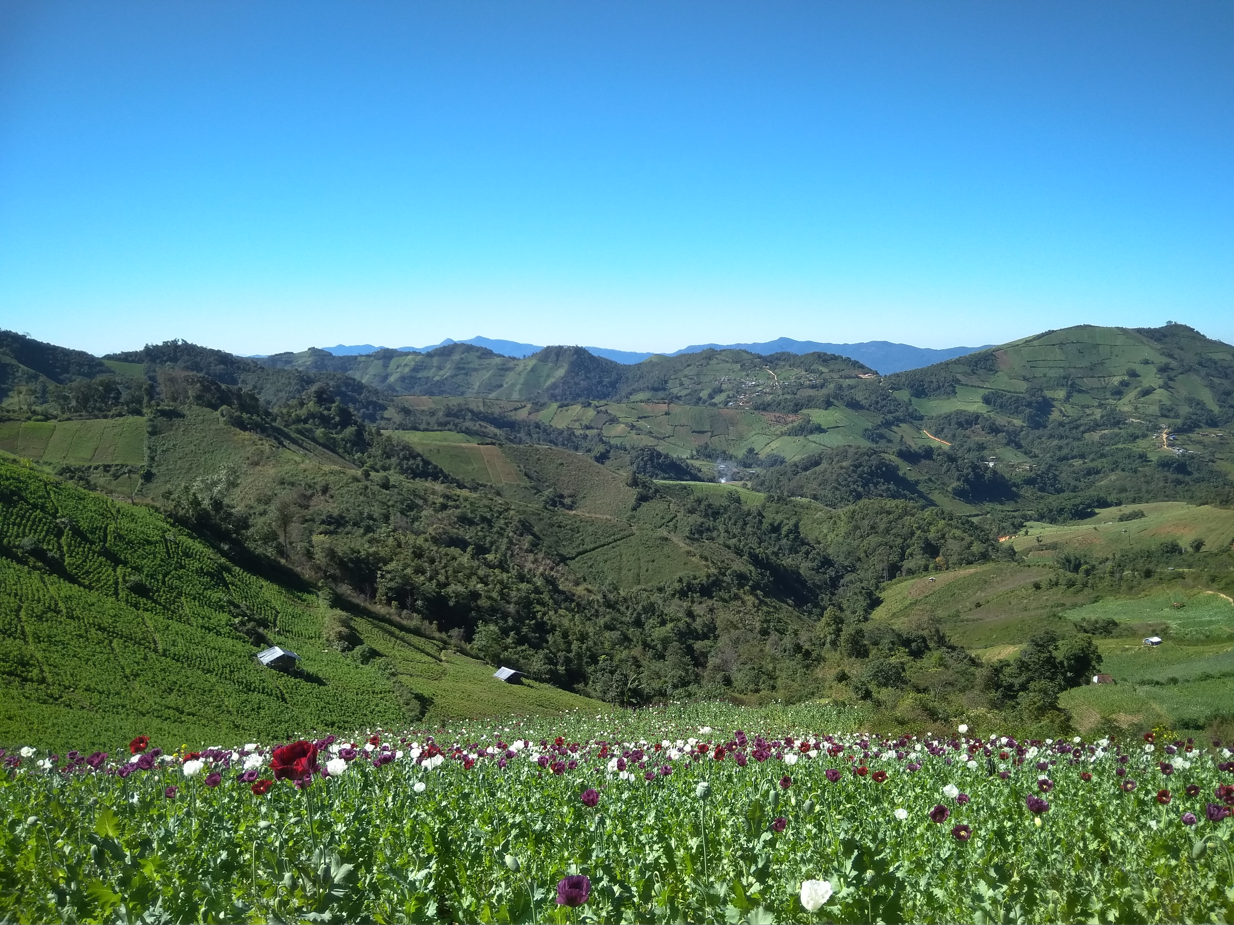 A day in the life of a woman opium poppy farmer in Myanmar ...