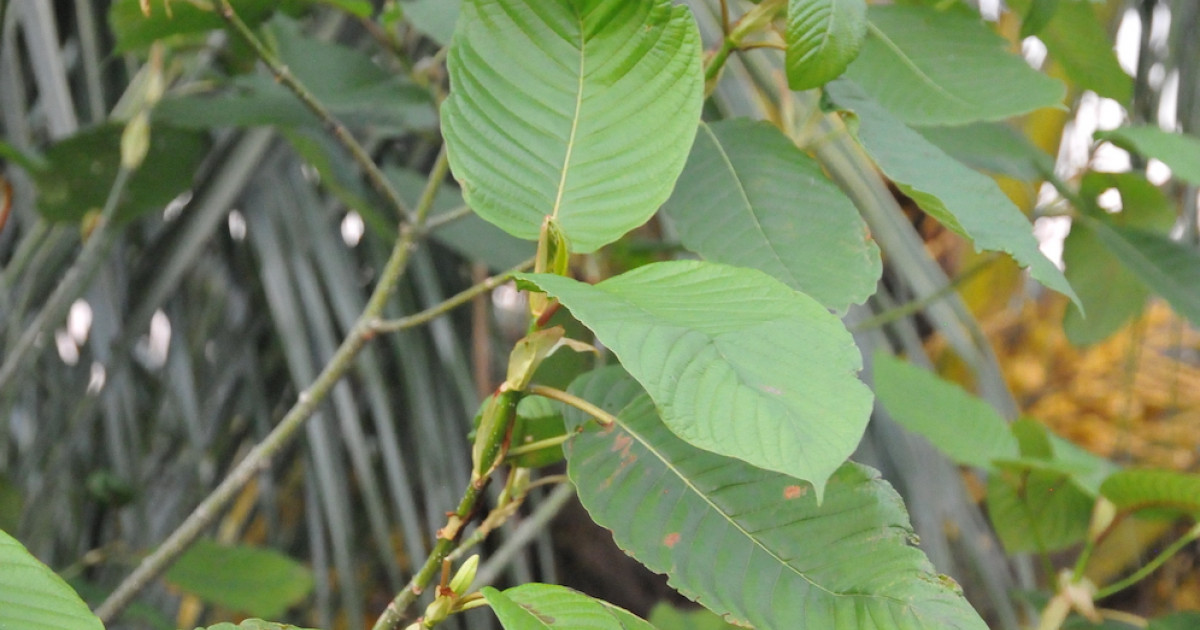 Kratom in Myanmar and southeast Asia: time for legal regulation ...